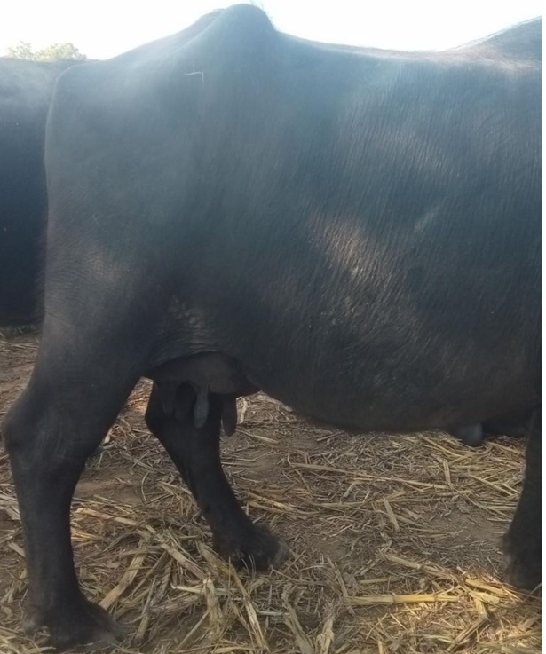 Bovine Health Labels Object Detection Dataset And Pre Trained Model By