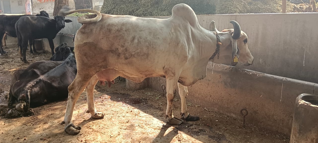 3partsofbovine Object Detection Dataset By Achin Tyagi 6893