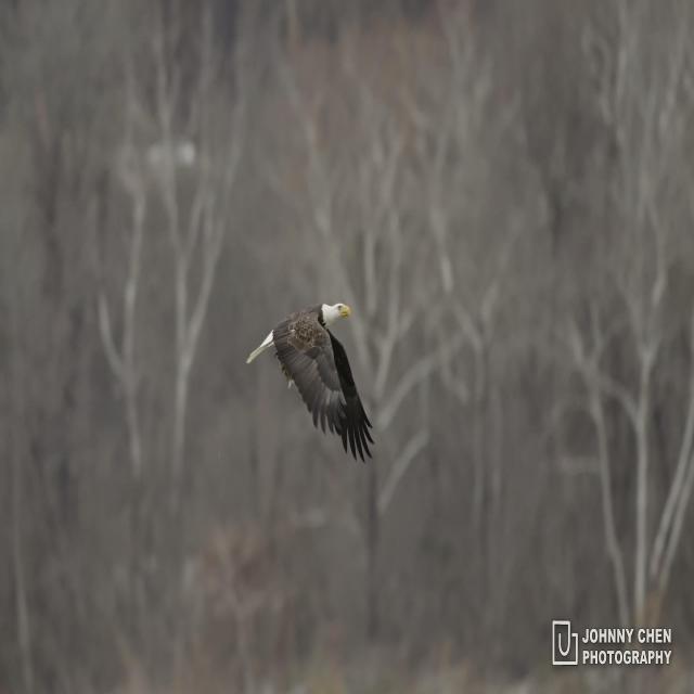 birds augmentation 3classes Object Detection Model by donia