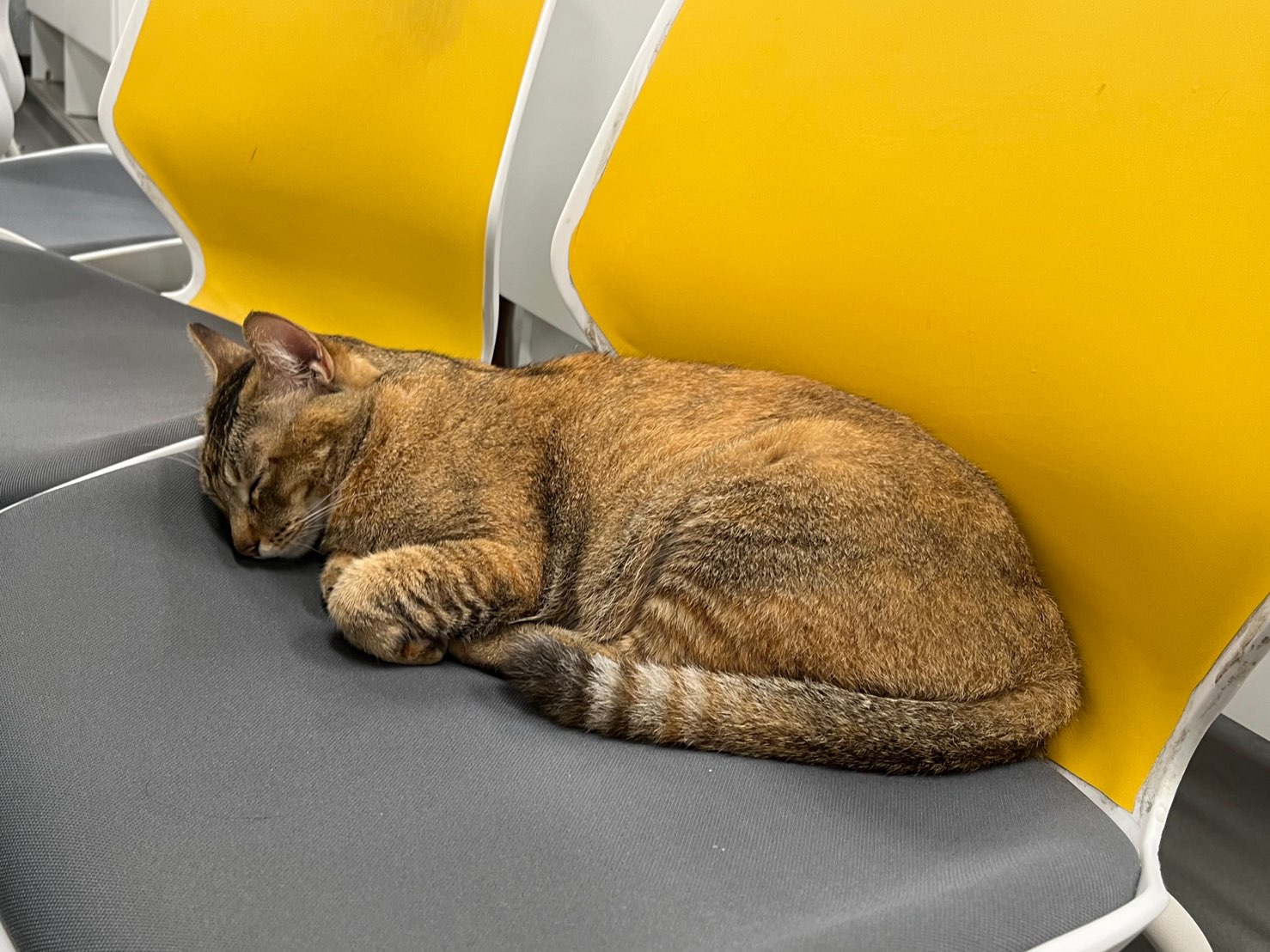 PP-YOLO cats Object Detection Model by SUSTechMachine LearningFinal Project