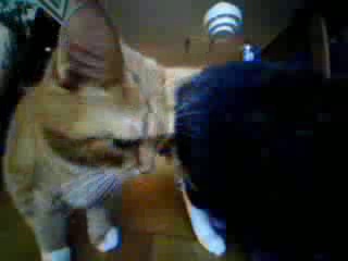 final_cats Object Detection Dataset by Patrik Andersson