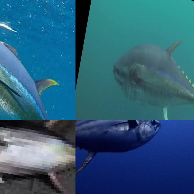 DETEKSI IKAN TUNA Object Detection Dataset by Marchel