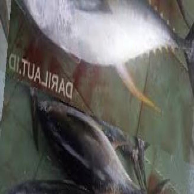 Deteksi Ikan Kecil Kembung Object Detection Dataset And Pre Trained