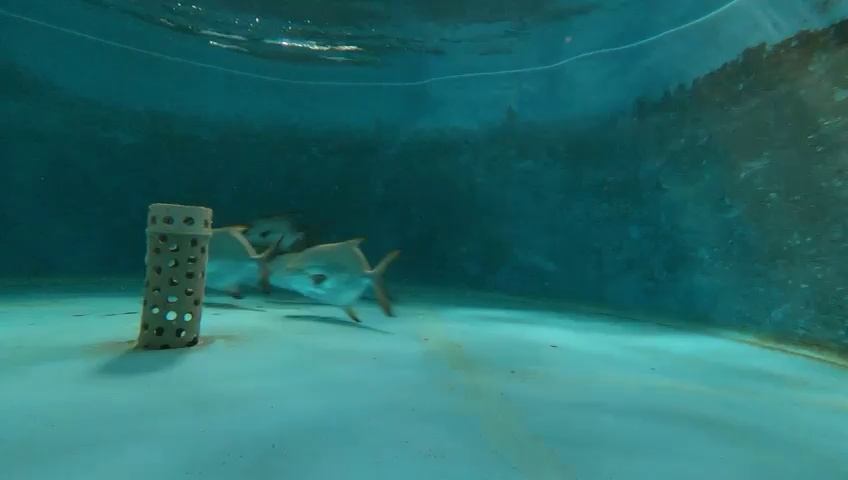 Permit Object Detection Dataset And Pre Trained Model By Devesh