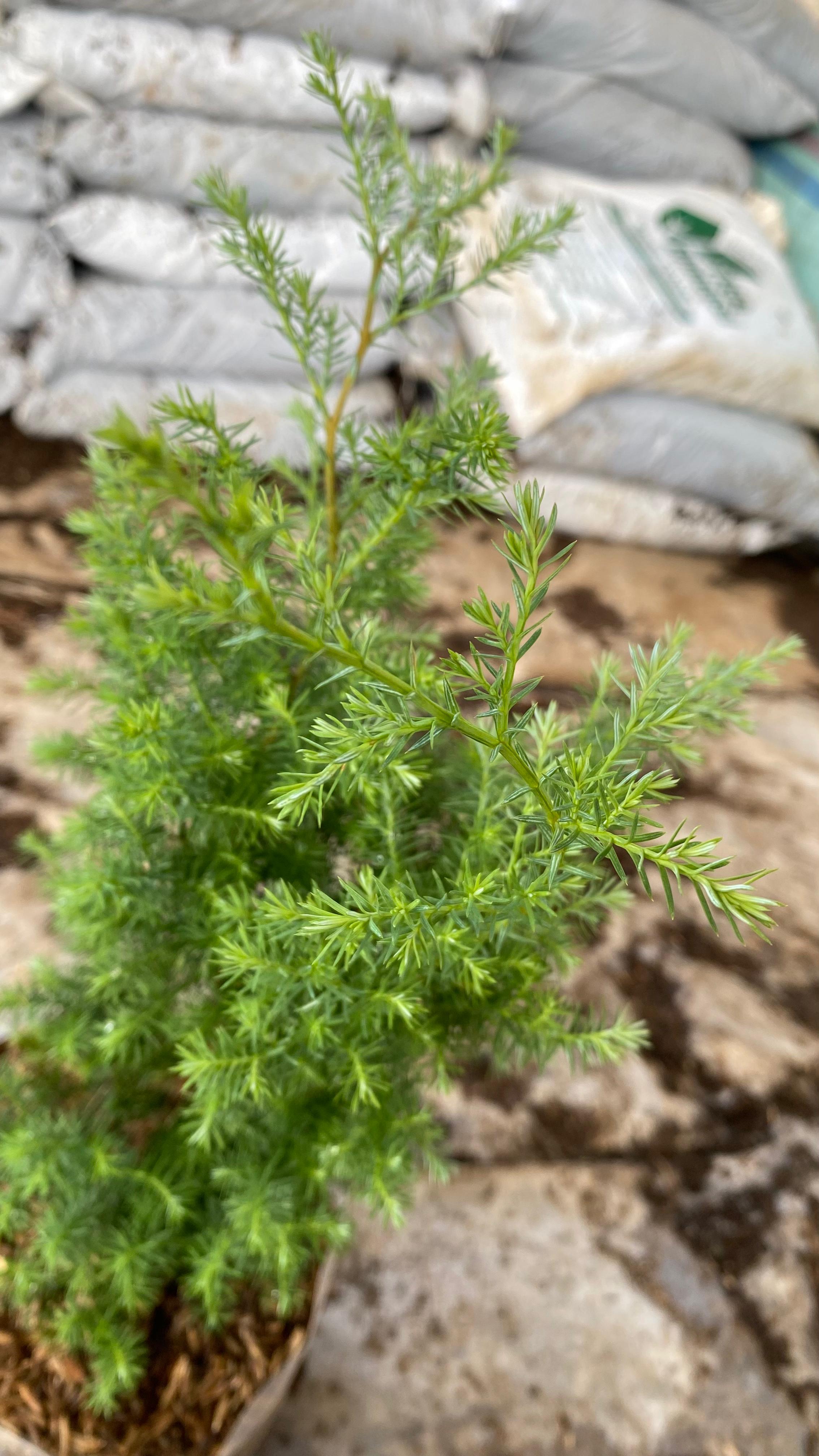 indah2 Object Detection Dataset and Pre-Trained Model by CNN