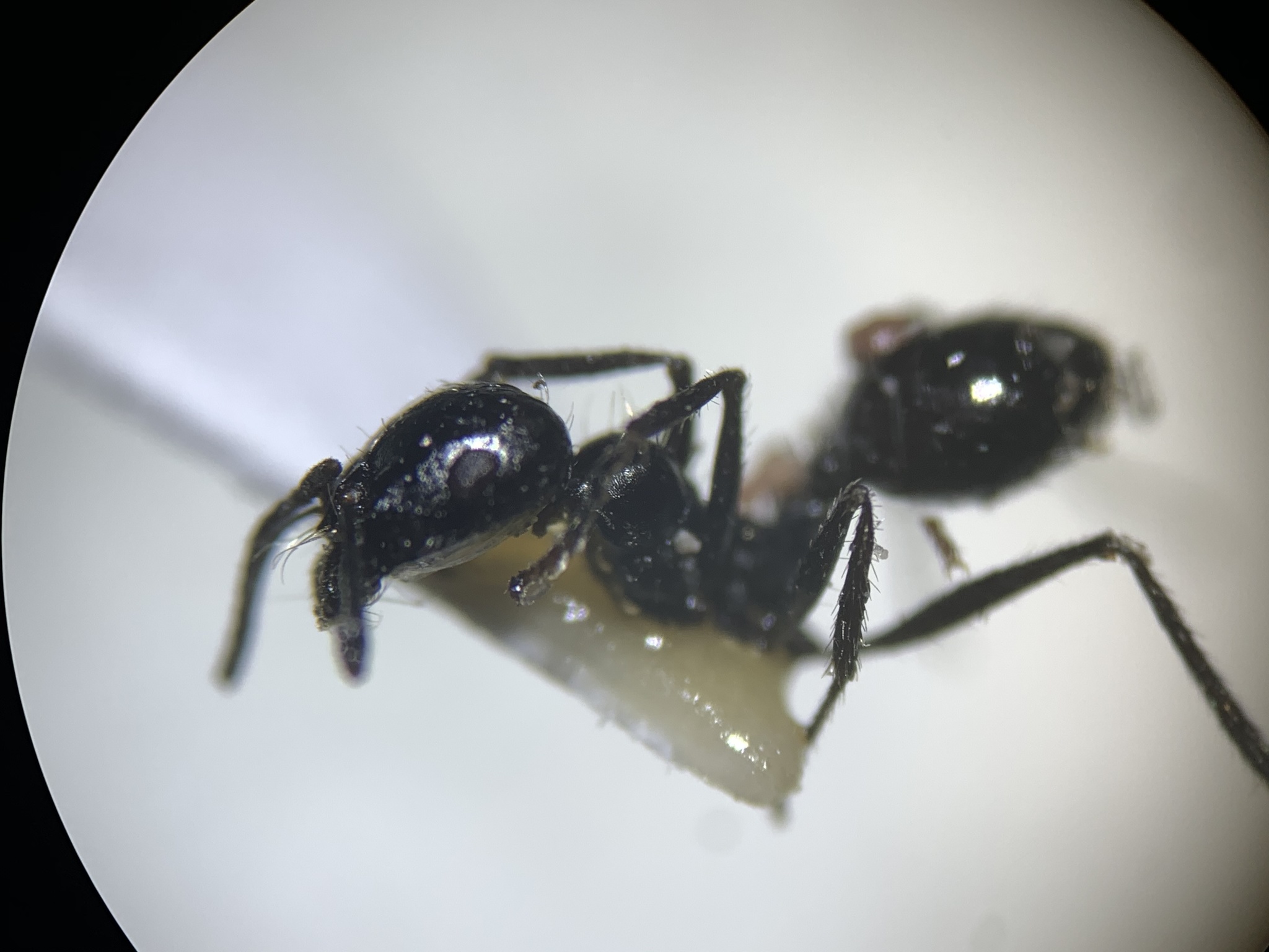 Ant genus detections Object Detection Model by Djay de Gier