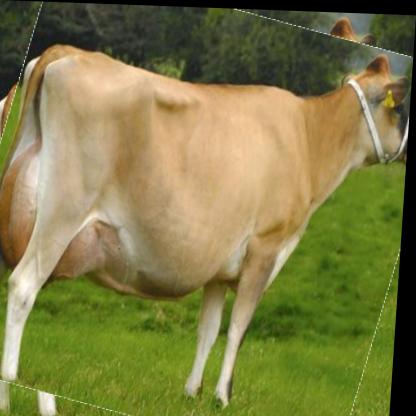 Cattle_Identification Object Detection Dataset by SLIIT