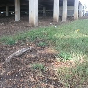 Golf-Ball Detector Object Detection Dataset by yolo