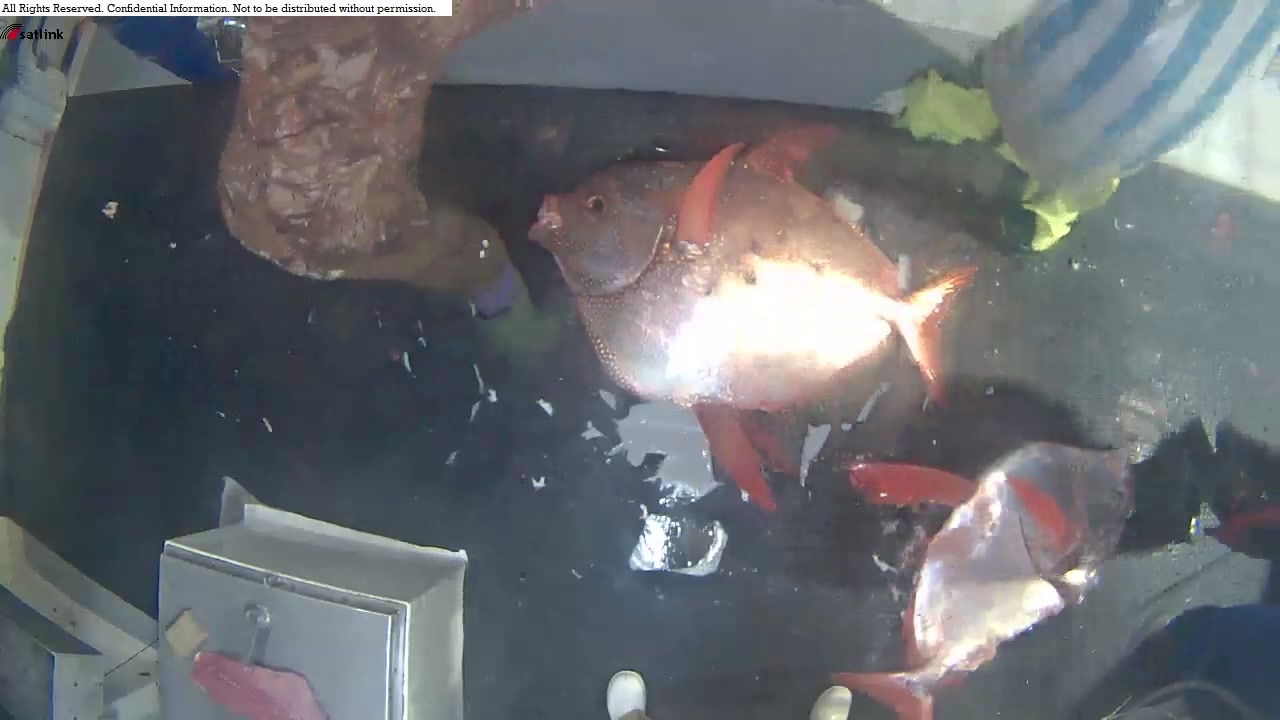 fish_balance Classification Dataset by Weichen Liao