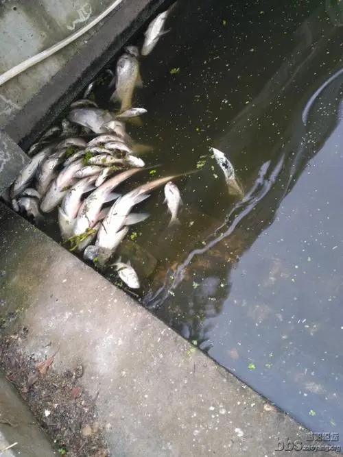 dead_fish_detect Object Detection Dataset by zytest