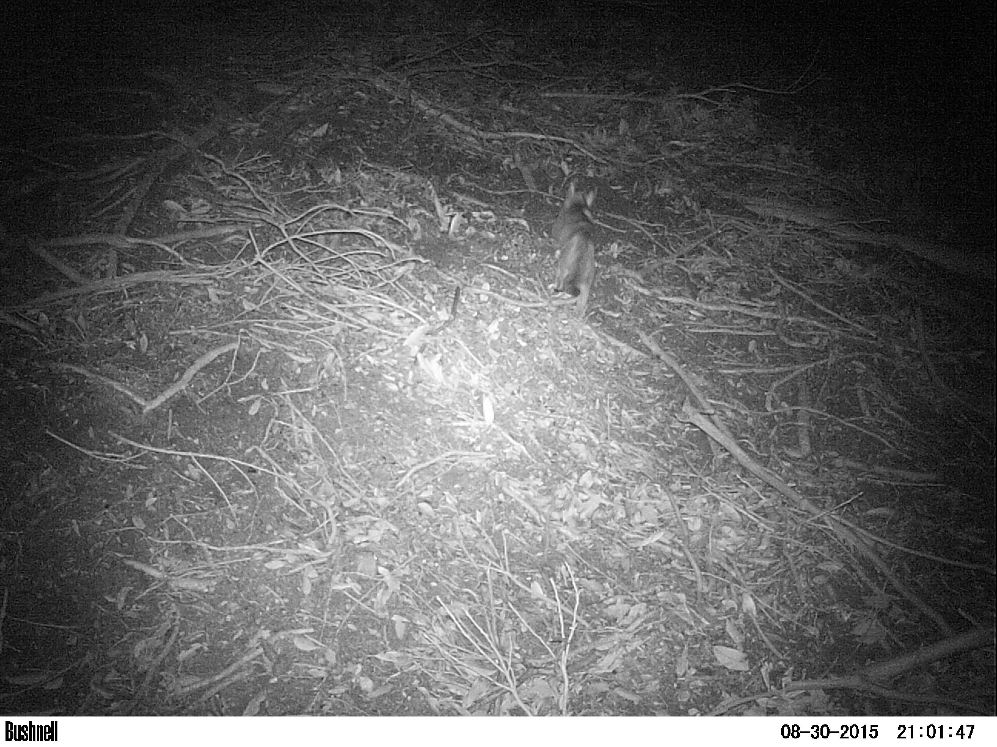 Top Tanuki Datasets and Models | Roboflow Universe