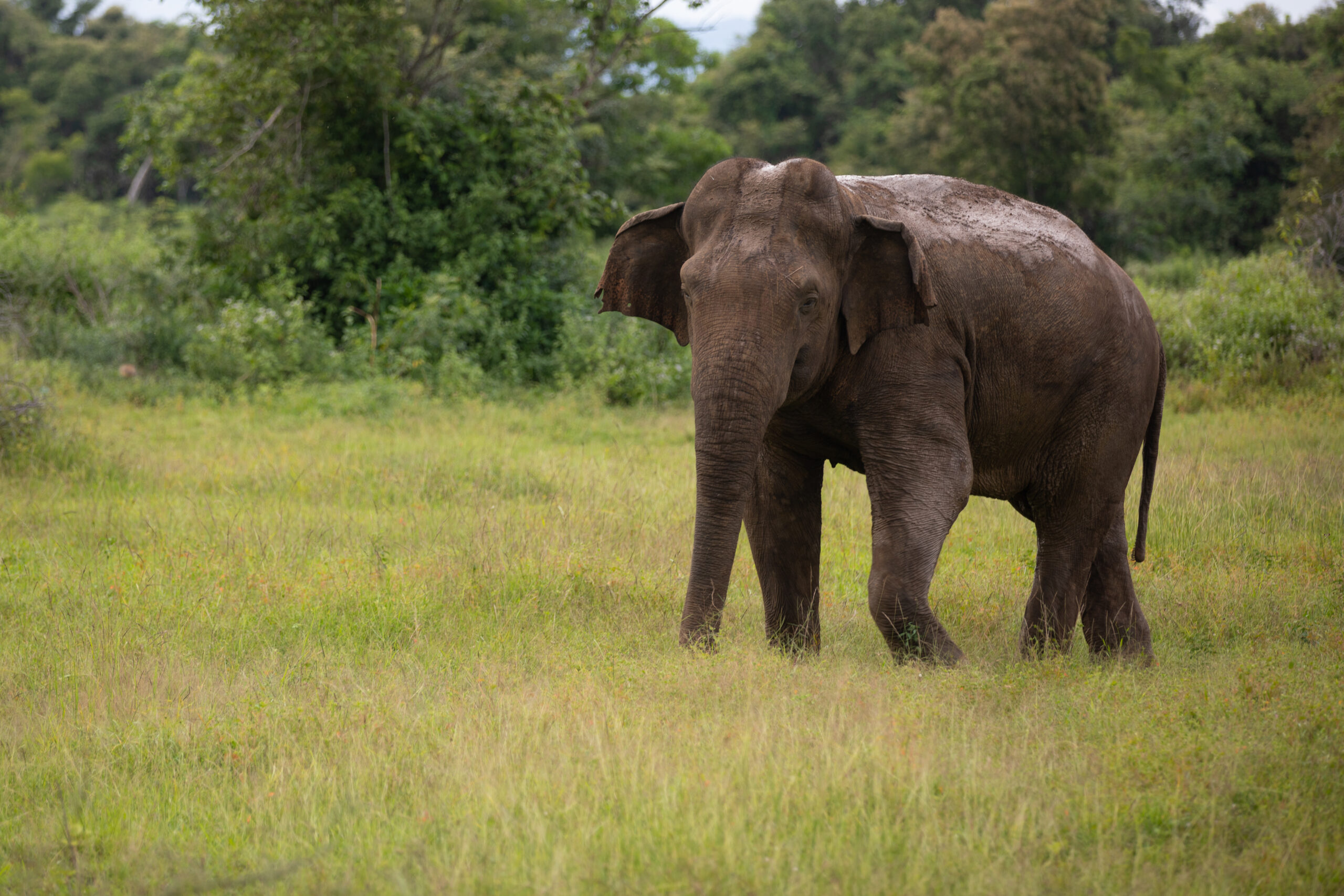 Elephant Model Object Detection Dataset And Pre Trained Model By