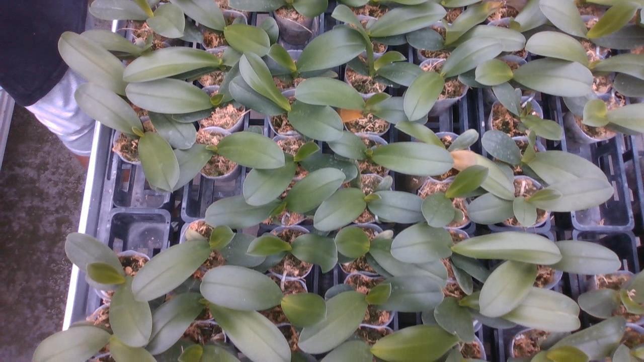 sick_5 Object Detection Model by sickorchids