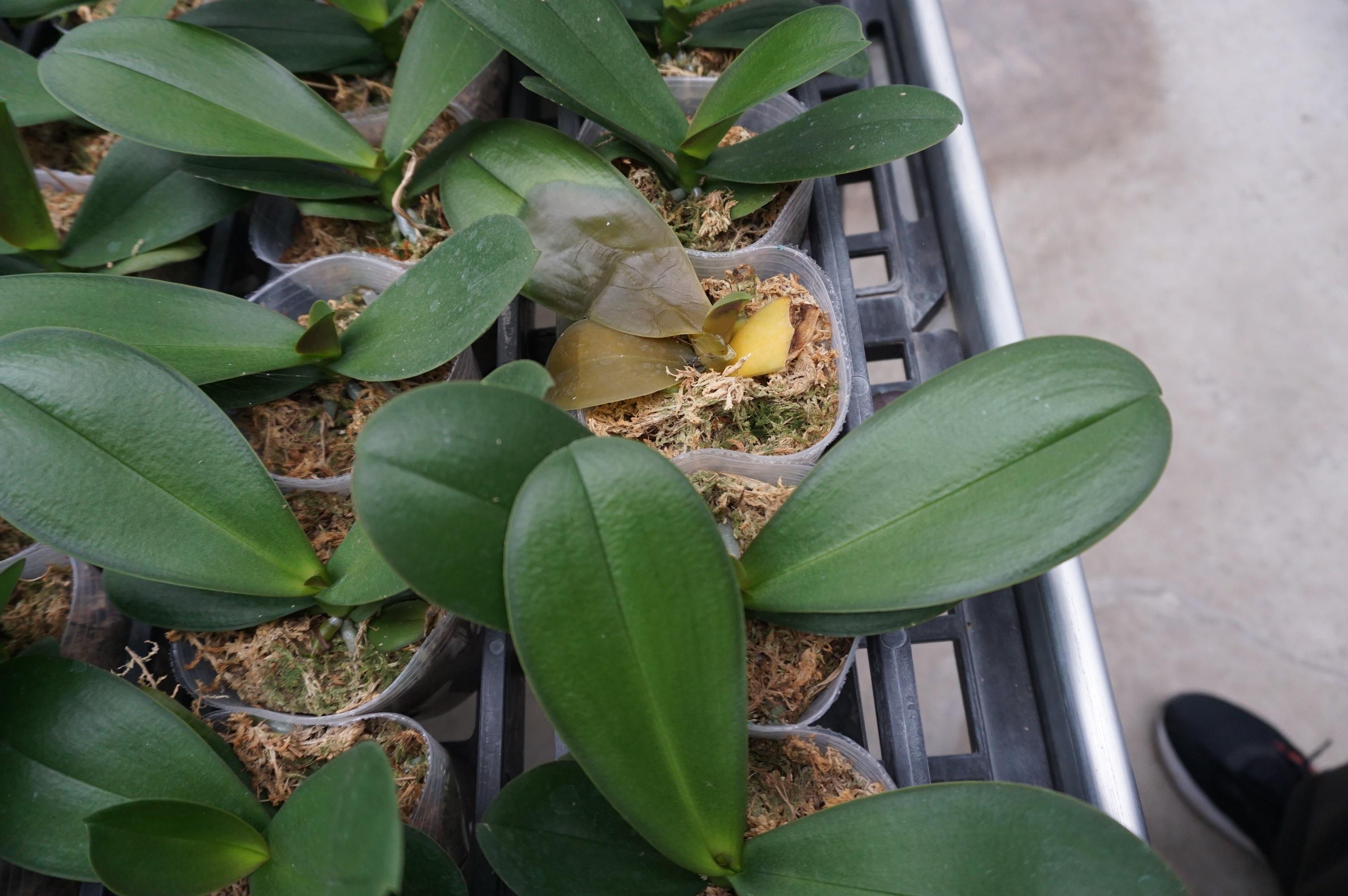 sick_6 Object Detection Dataset by sickorchids