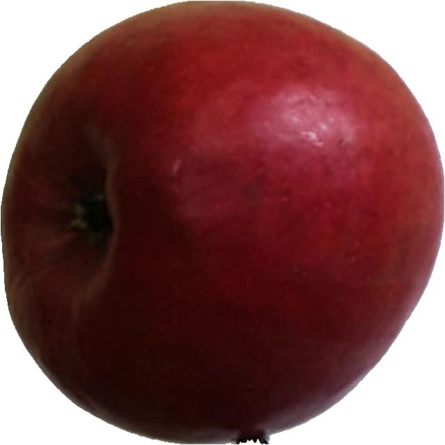 apple Object Detection Dataset by Zephiron