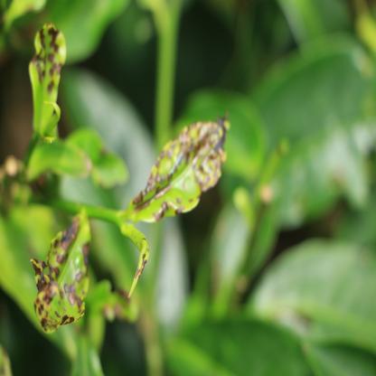 TEA LEAVES Object Detection Model by Csice