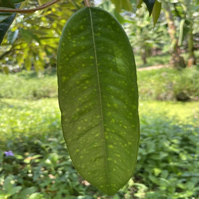 durian_detection Object Detection Dataset and Pre-Trained Model by durian