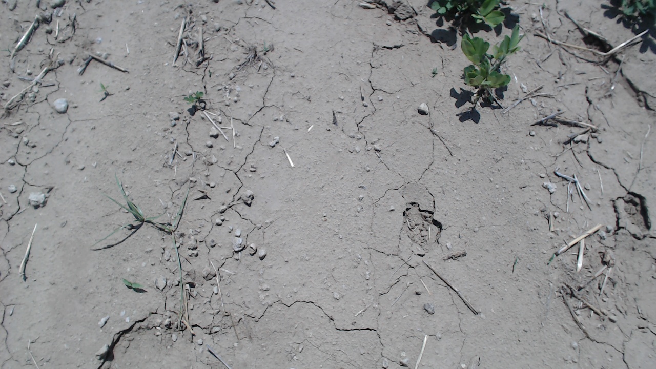 Weed detection and elimination Object Detection Dataset and Pre-Trained ...