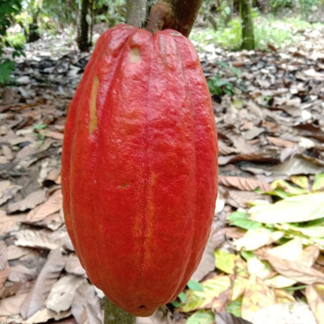 How to Use the Pest and Disease of Cocoa Fruit Object Detection API