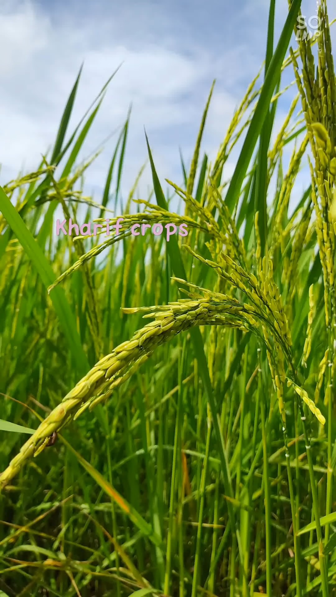 crops Object Detection Dataset and Pre-Trained Model by orange