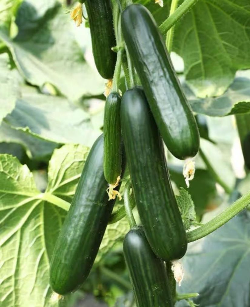 mini-cukes Object Detection Dataset by JimGallant