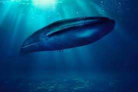 blue_whale Object Detection Dataset by Minhajul Arefin