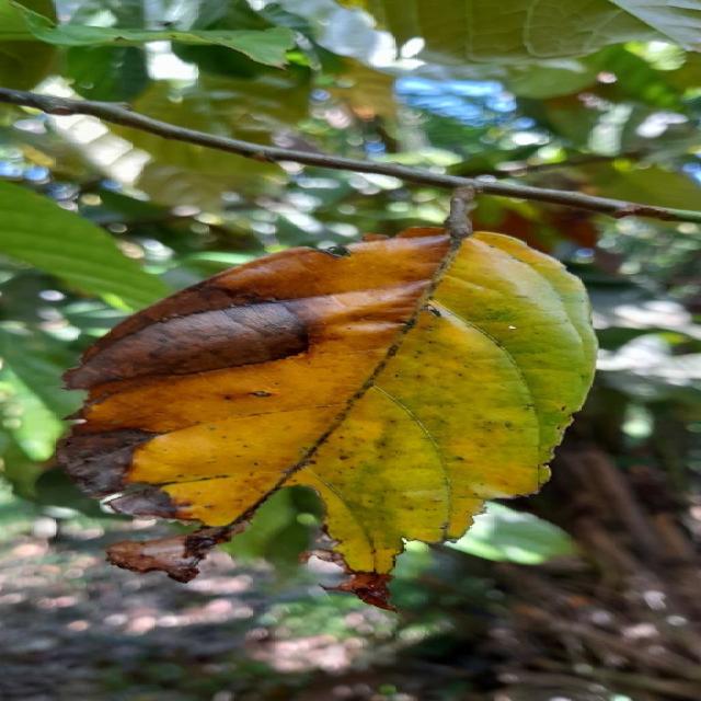 COCOA LEAVES PRUEBA Object Detection Dataset and Pre-Trained Model by 1