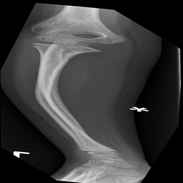 zzz Classification Dataset by faculty of computer and information science