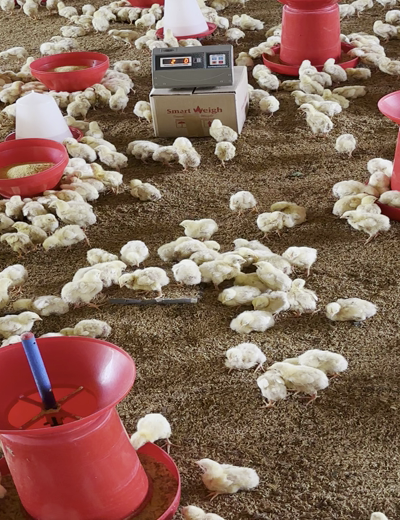 Chicks_Weight_Detection Object Detection Dataset by Mony