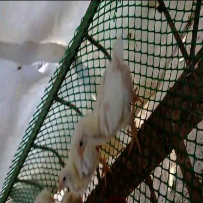 Bird Detection and Tracking Object Detection Model by Mony