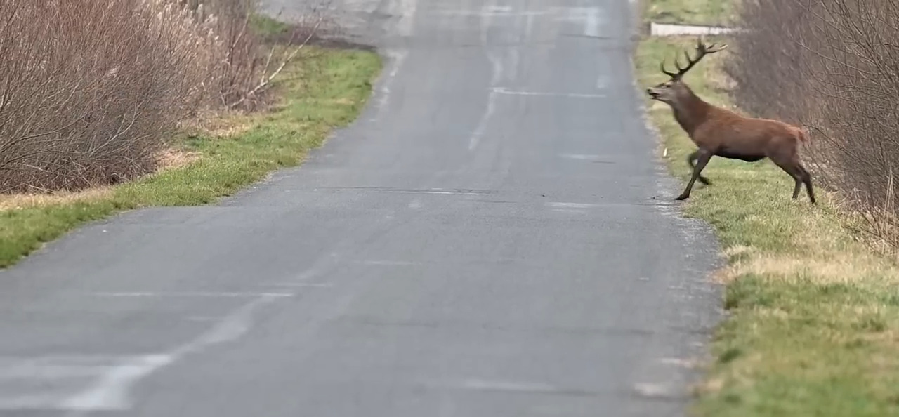 Detection deer and wild boar Object Detection Dataset and Pre-Trained Model by Omenix