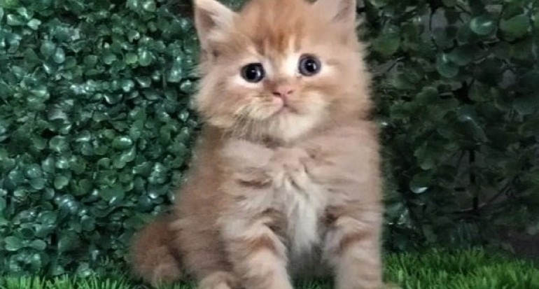 Kucing Object Detection Dataset by sopyanagil