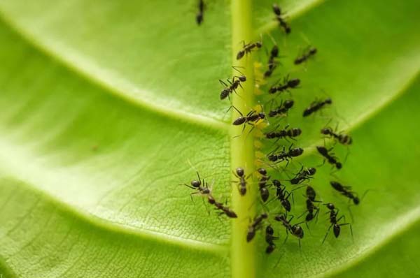 Insects Object Detection Dataset And Pre Trained Model By Insects2