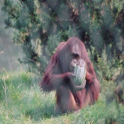 SRS-Orangutan-1 Object Detection Model by Summer Research Project