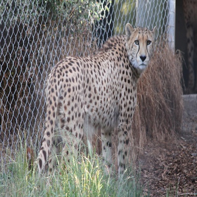 Tiger Object Detection Model by suranaree university of technology