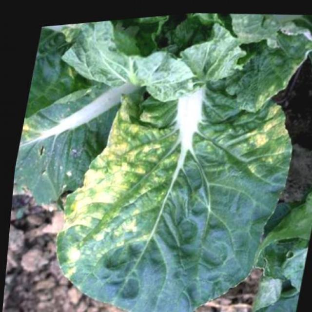 Pechay Object Detection Dataset by RoboFFFFF