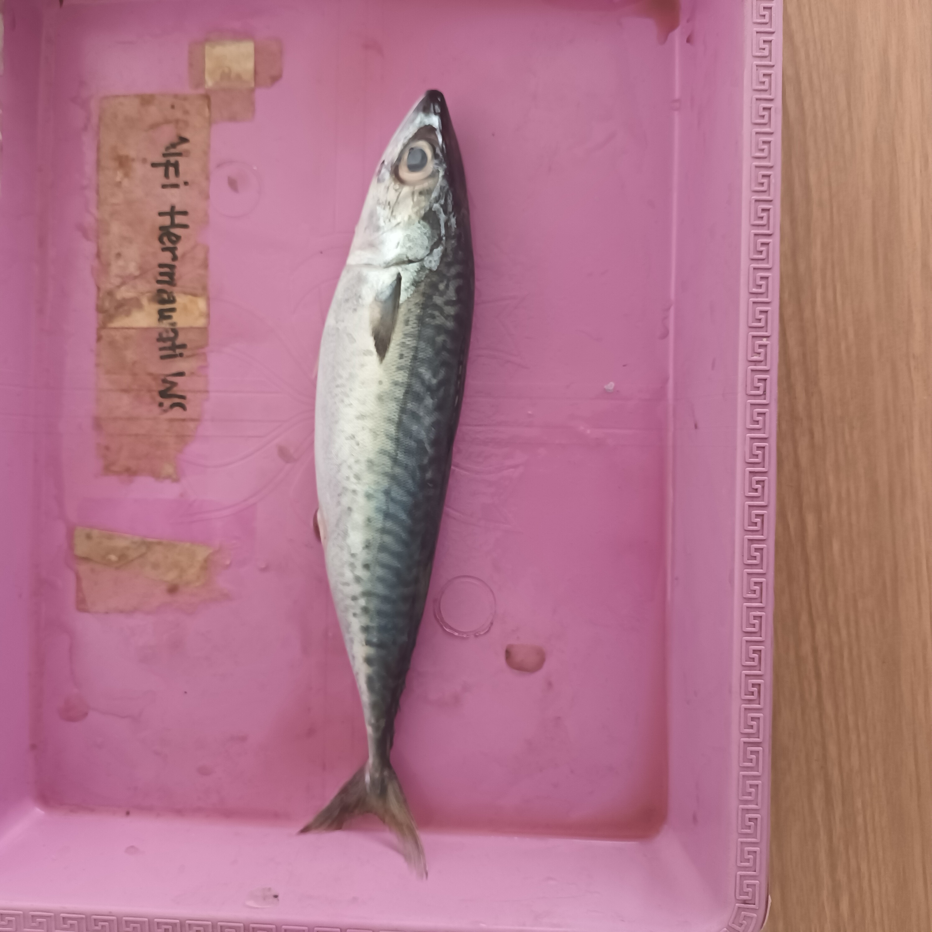 Optimize App Bounding Box Dataset Indon Object Detection Dataset By Final Year Project