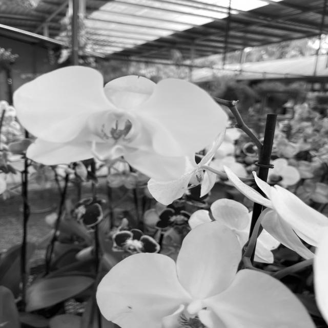 Phalaenopsis Object Detection Dataset And Pre Trained Model By Fase