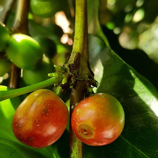 coffee ripeness Object Detection Model by Monte world