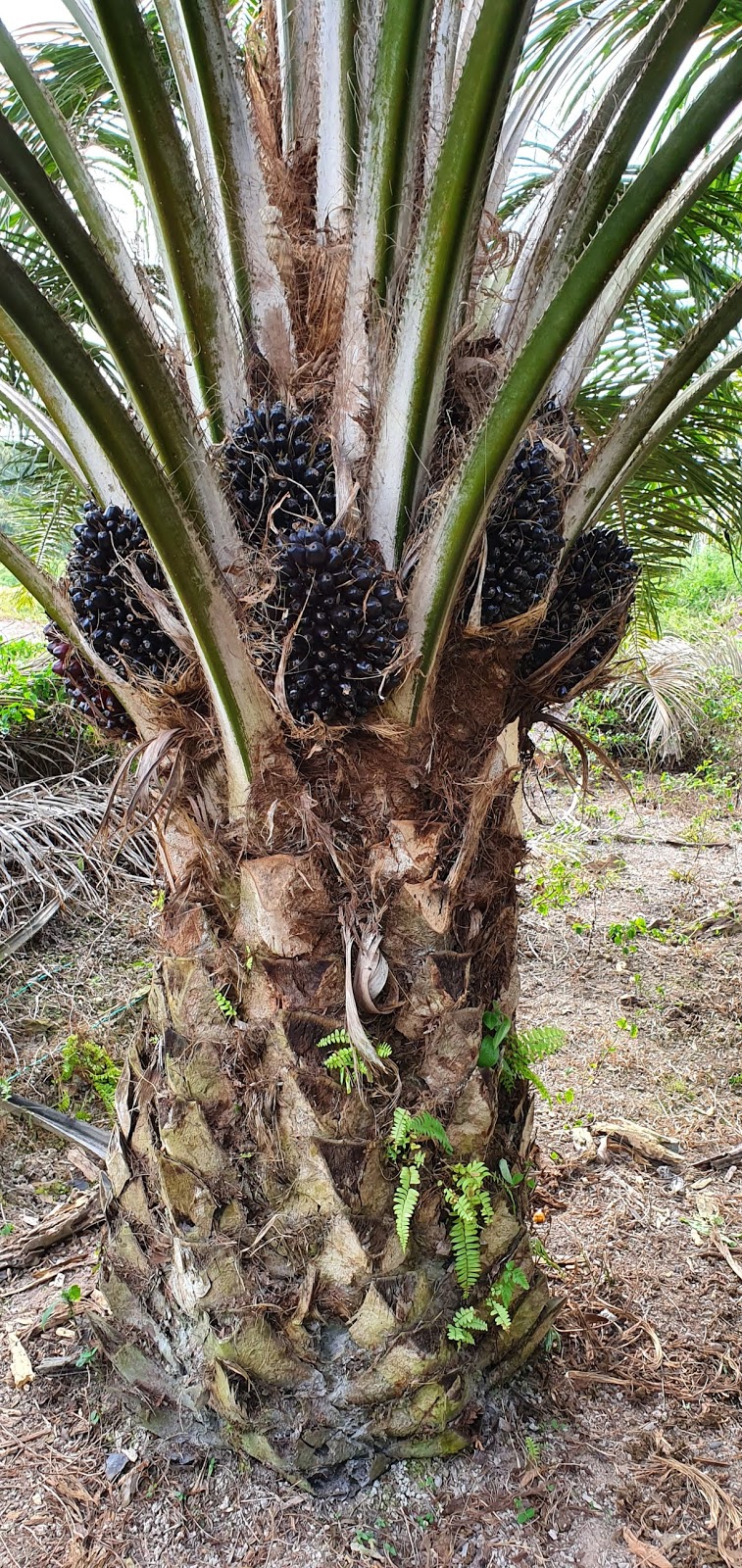 Palm Oil Detection Object Detection Dataset And Pre Trained Model By