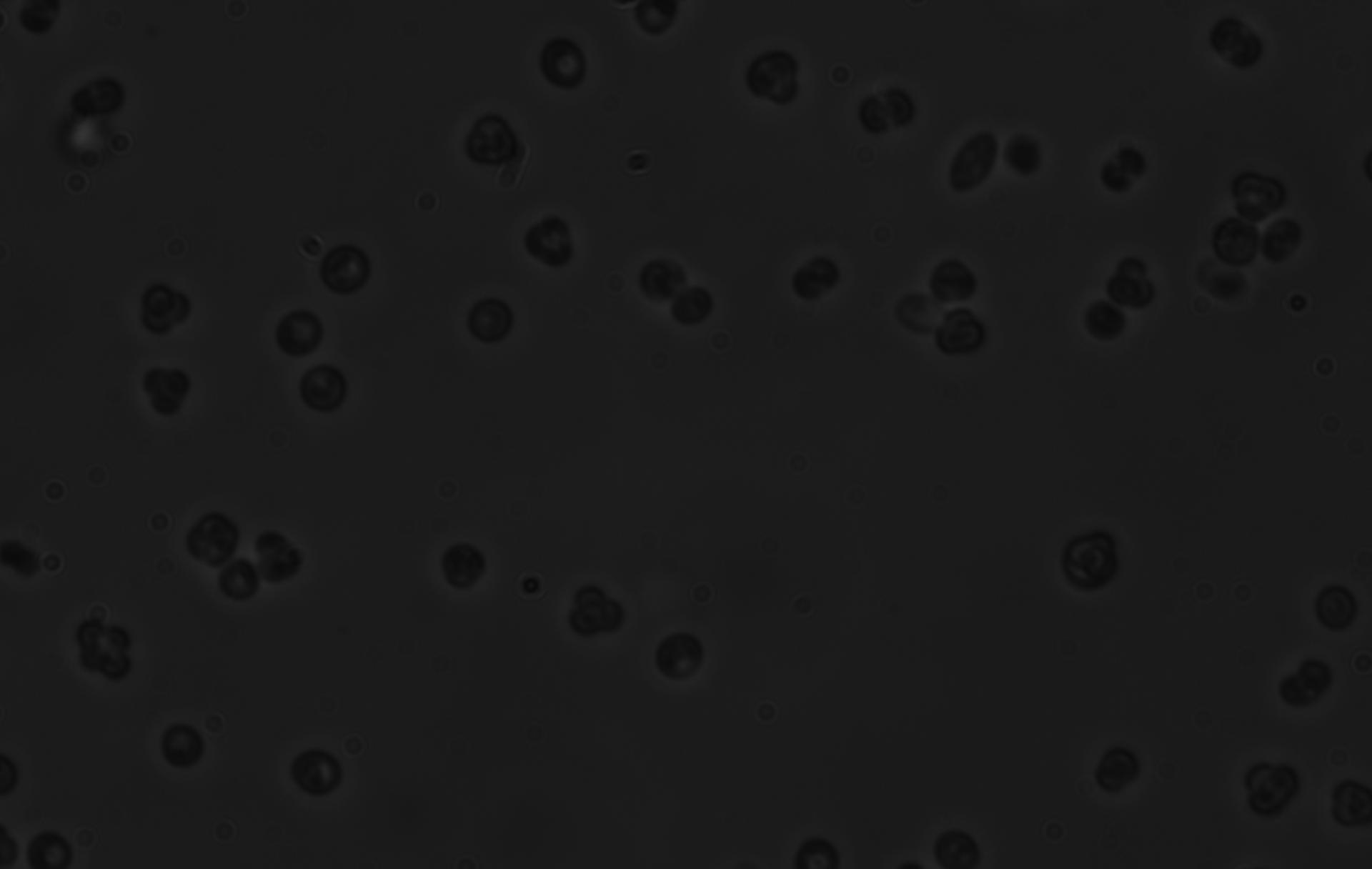 yeast Object Detection Dataset by raspberry