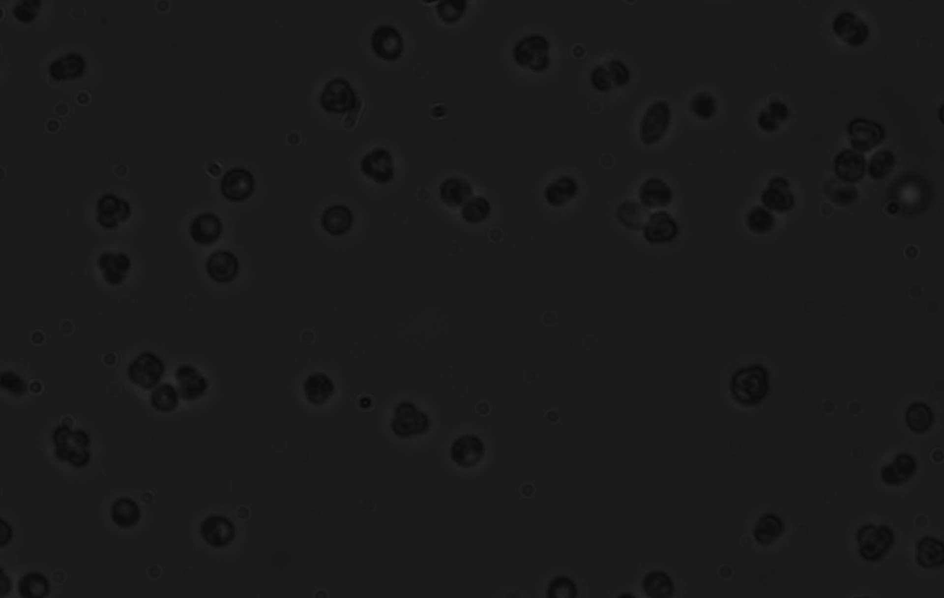 yeast_classification Object Detection Dataset and Pre-Trained Model by raspberry