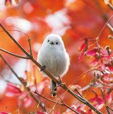 Bird detection Object Detection Dataset and Pre-Trained Model by praneth paruchuri