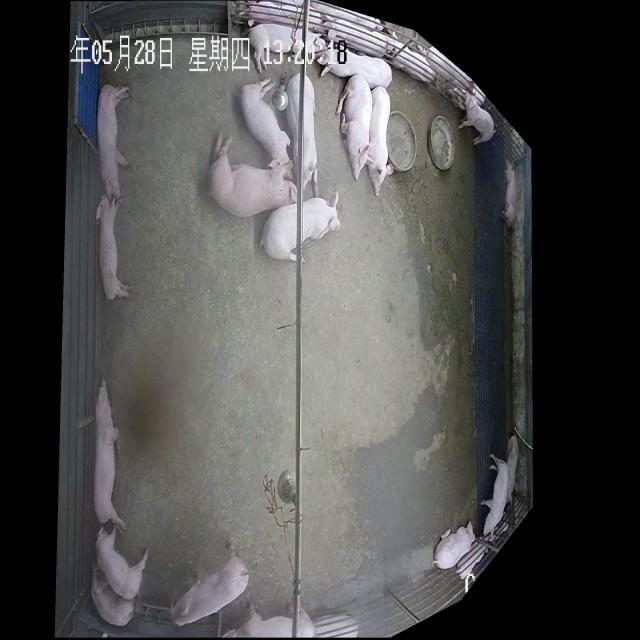 Pigs_Detection Object Detection Dataset by hua