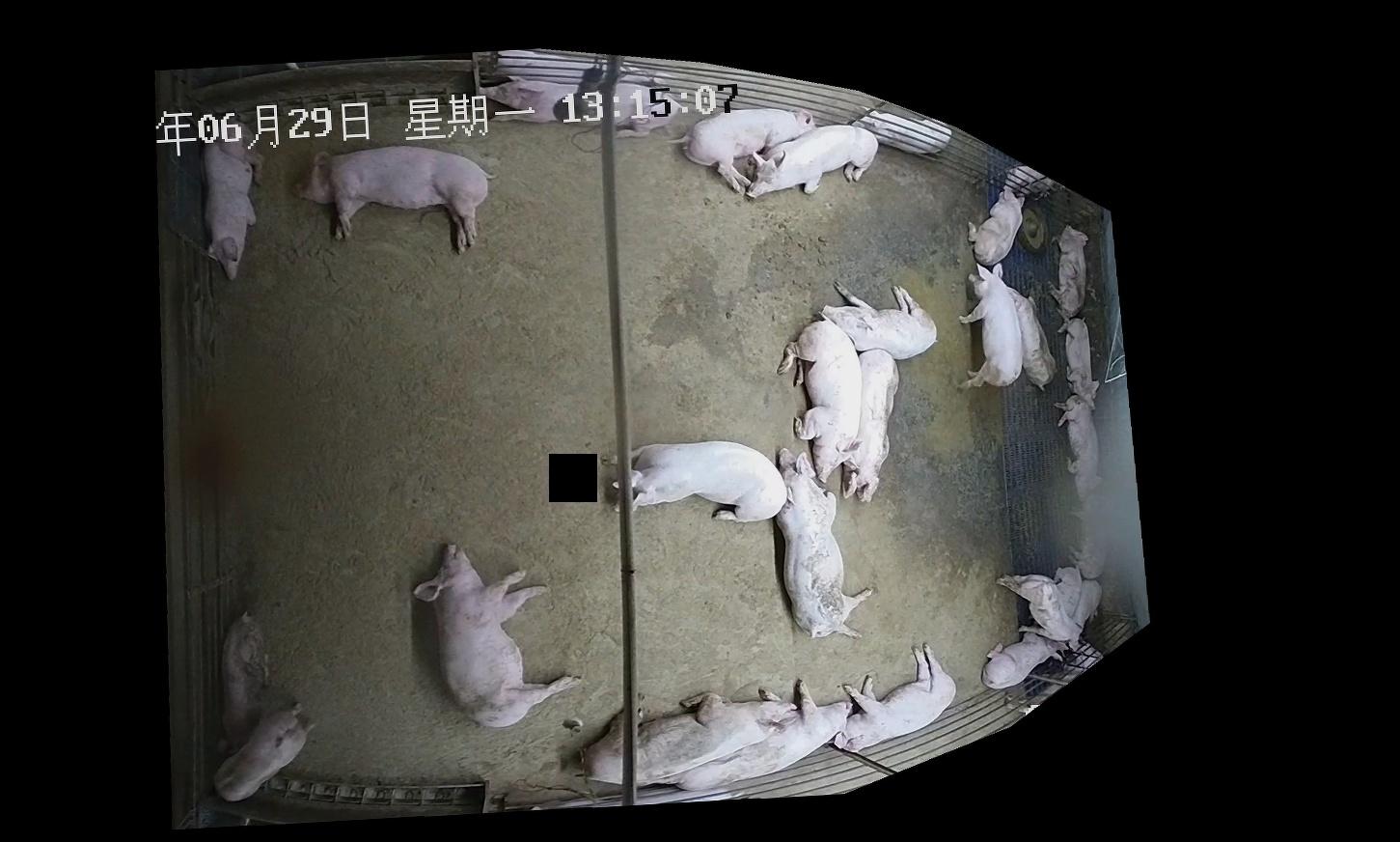 PigsDataset Object Detection Model by hua