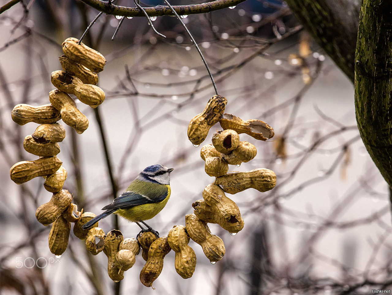 birds_detection Object Detection Dataset and Pre-Trained Model by katya ...