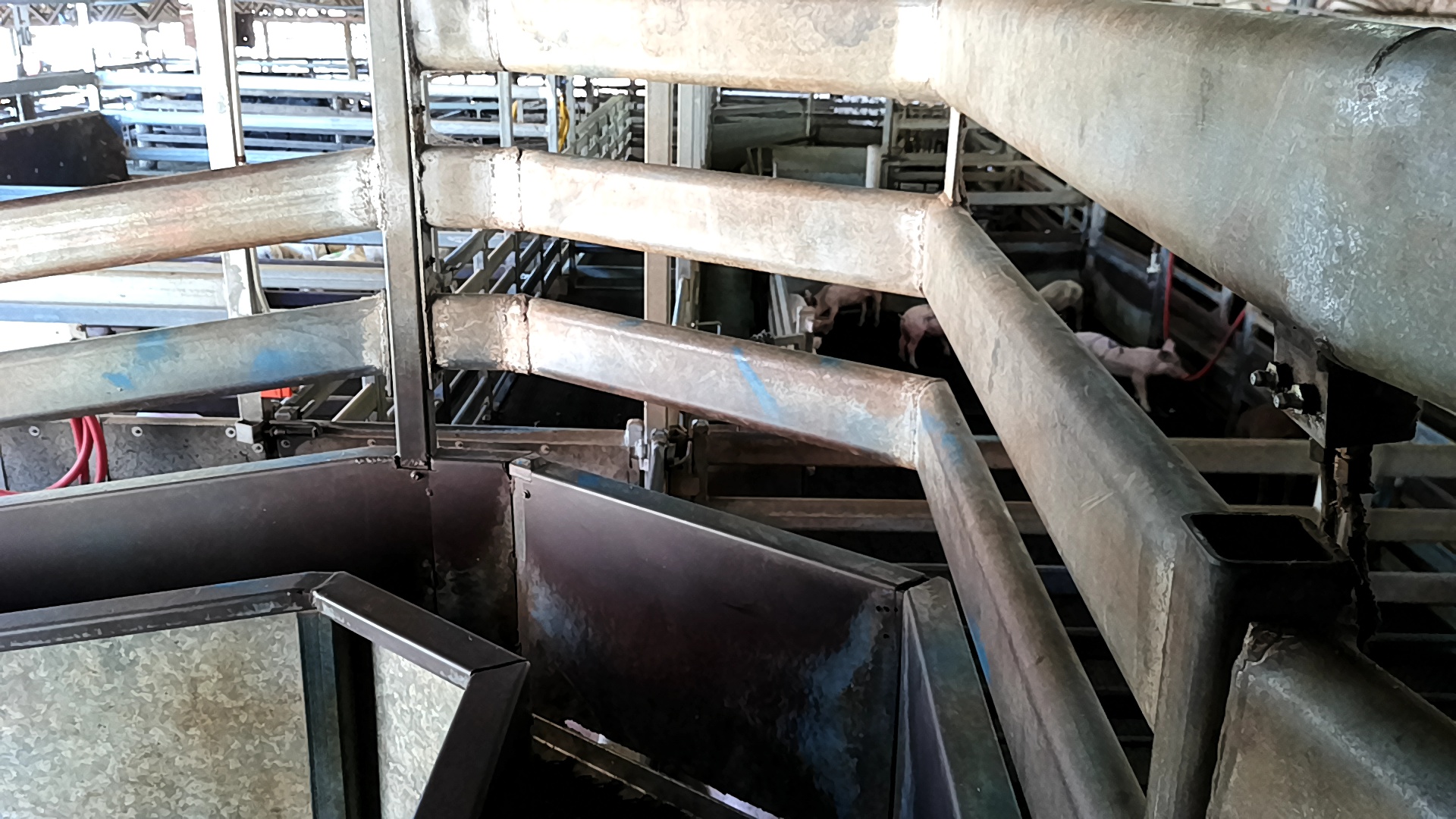 livestock detection Object Detection Dataset and Pre-Trained Model by Beast detection