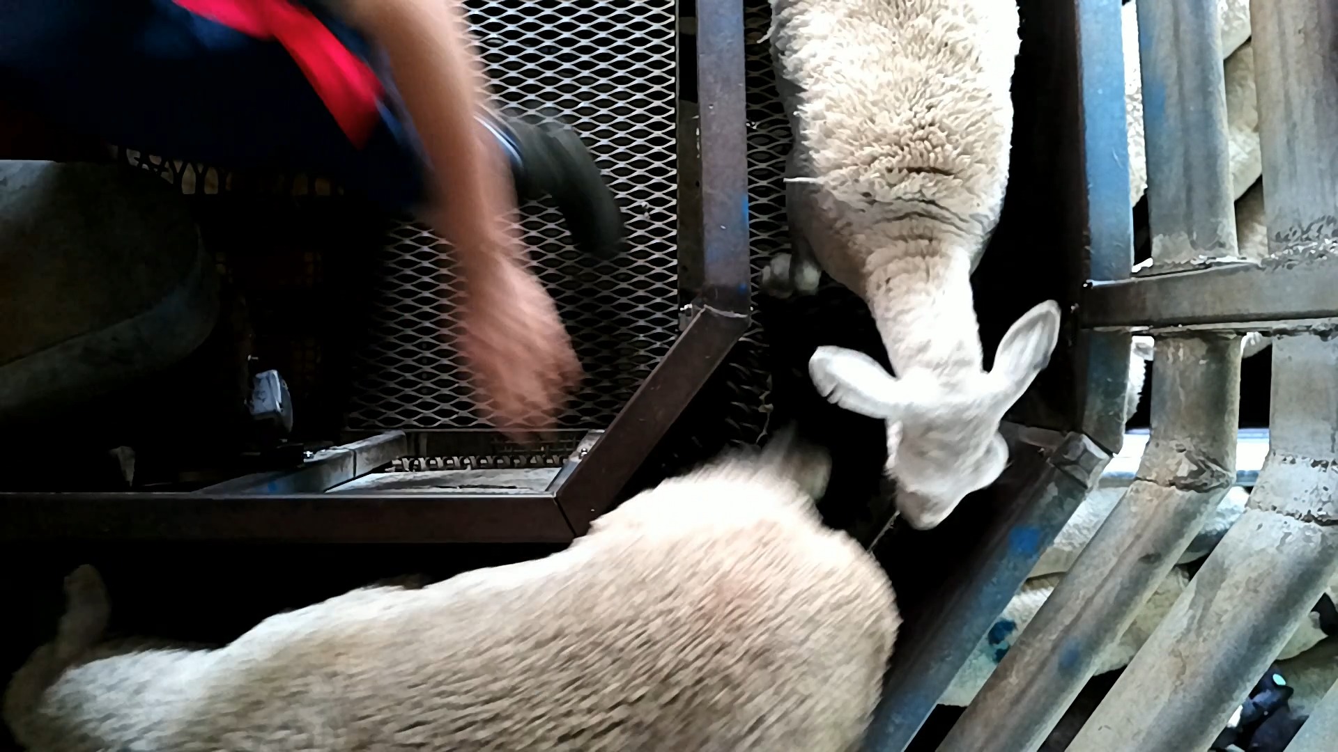 lamb video Object Detection Model by Beast detection