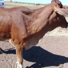 cow and lump Object Detection Dataset by Lumpy cow
