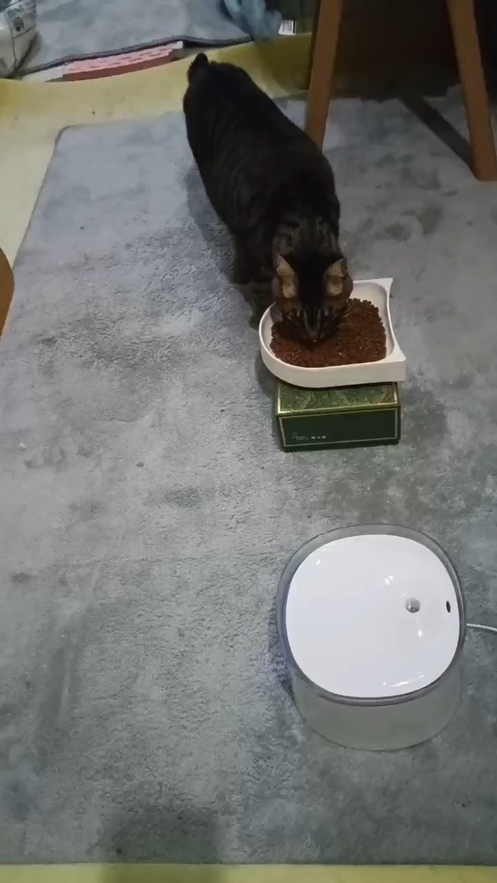 cat model Object Detection Dataset and Pre-Trained Model by machinelearning